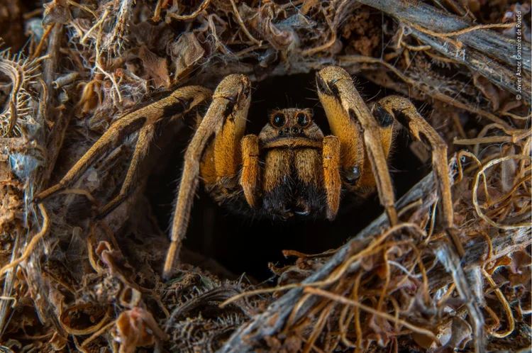 Wildlife Photographer of the Year 2019 – Best Images