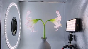 Still Life Photography