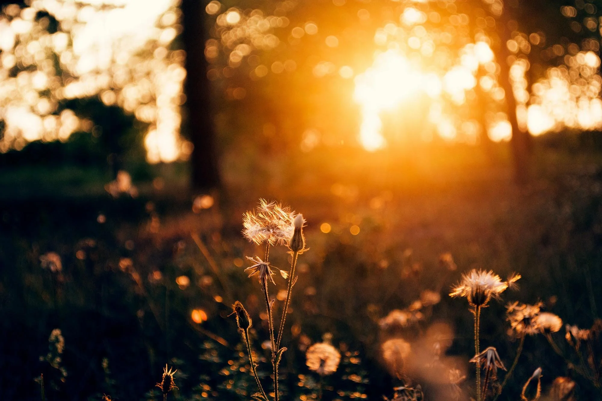 Master natural light photography with this practical tutorial. Learn ...