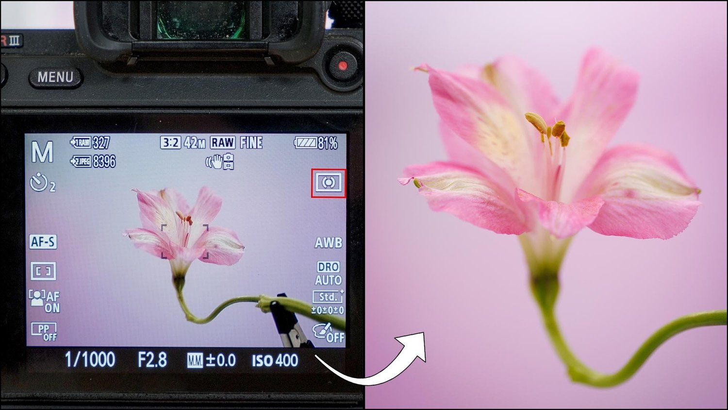 Flower Photography Course | Professional Floral Photography Training