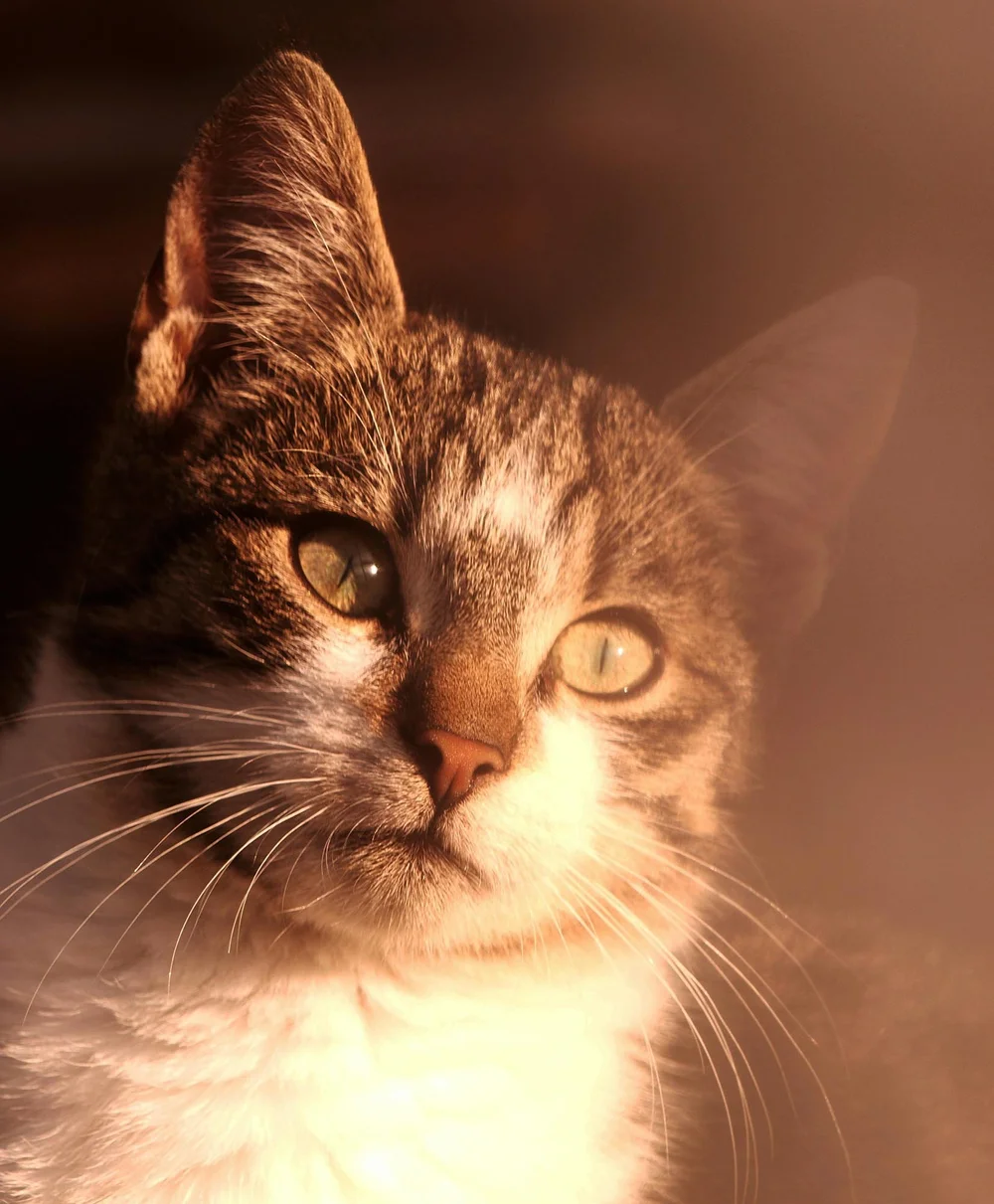 Master natural light photography with this practical tutorial. Learn ...