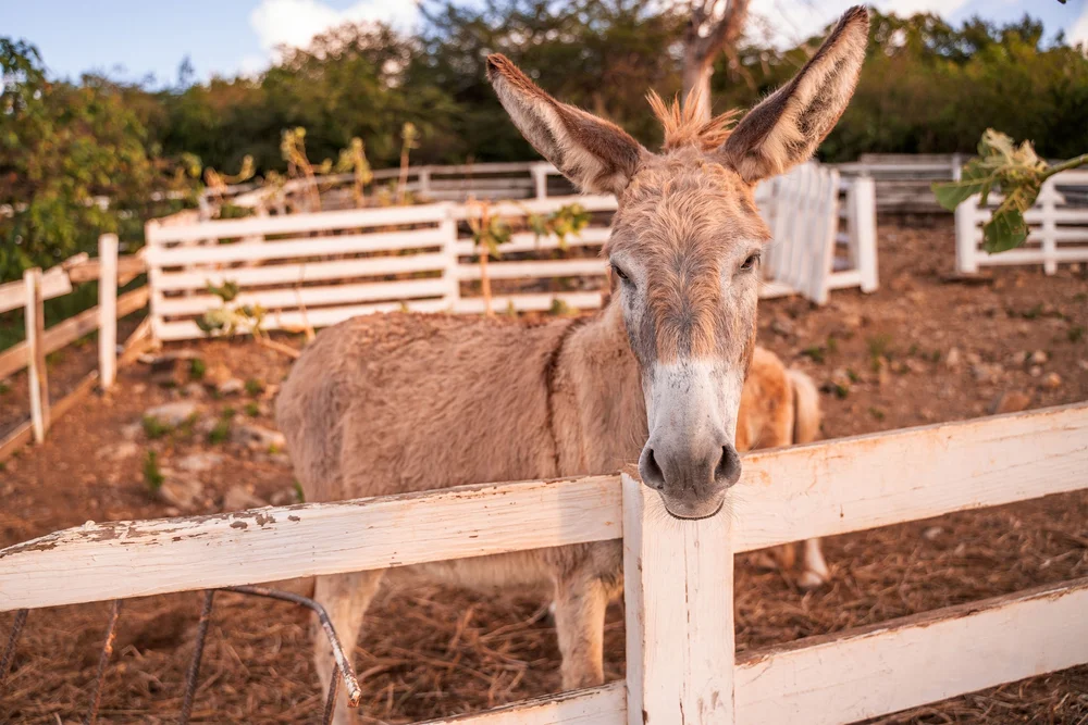Farm Life | Discover and Experience Now — Seaside Nature Park