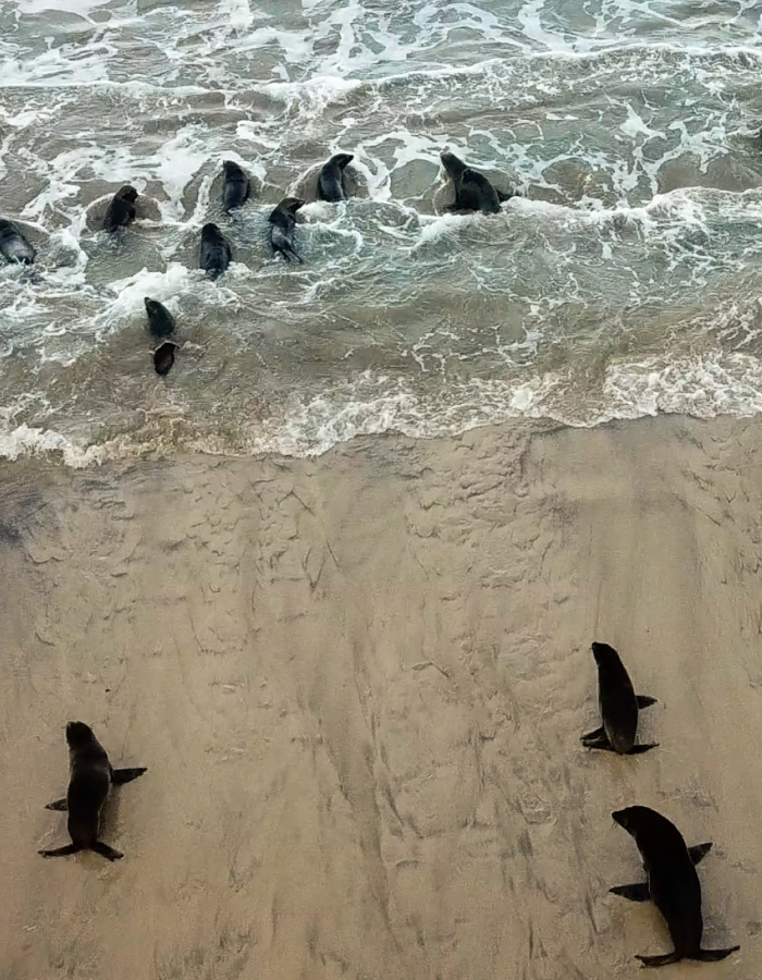 Island-Ocean Connection Challenge | Protect Your Oceans Today