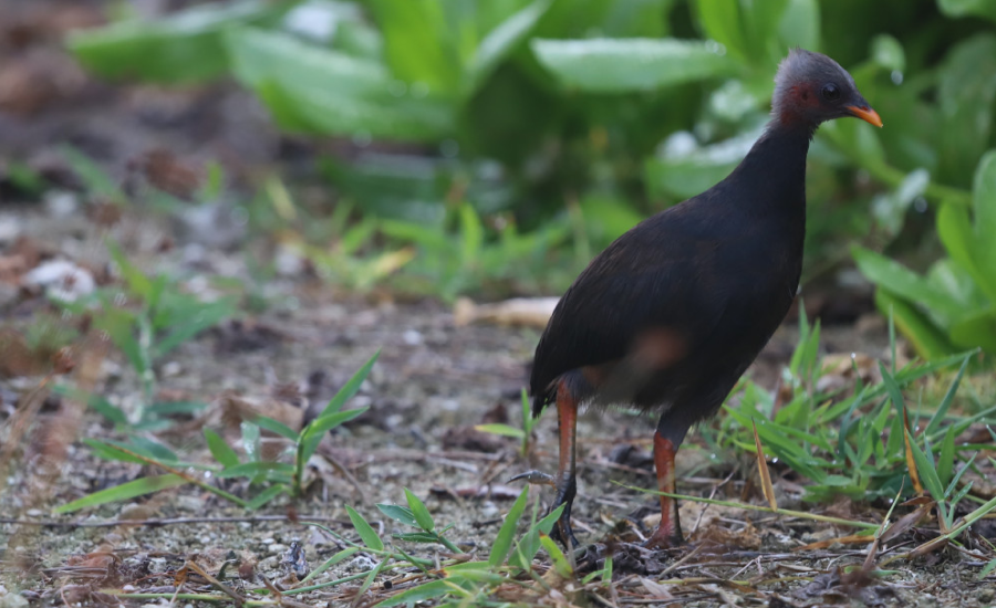 Promising Signs of Recovery on Ulong and Ngerkeklau Islands, Palau ...