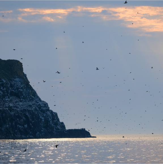 A world-first project protecting Northern Ireland's largest seabird ...