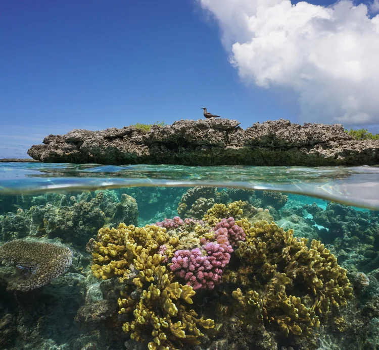 Island-Ocean Connection Challenge | Protect Your Oceans Today