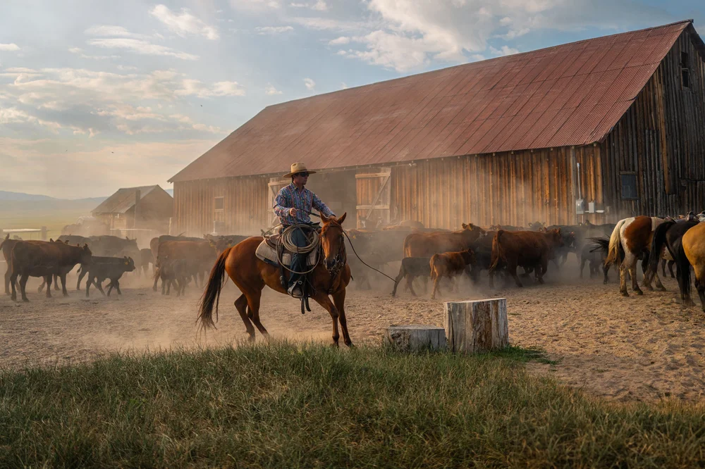 Fall Cattle Work — Hunewill