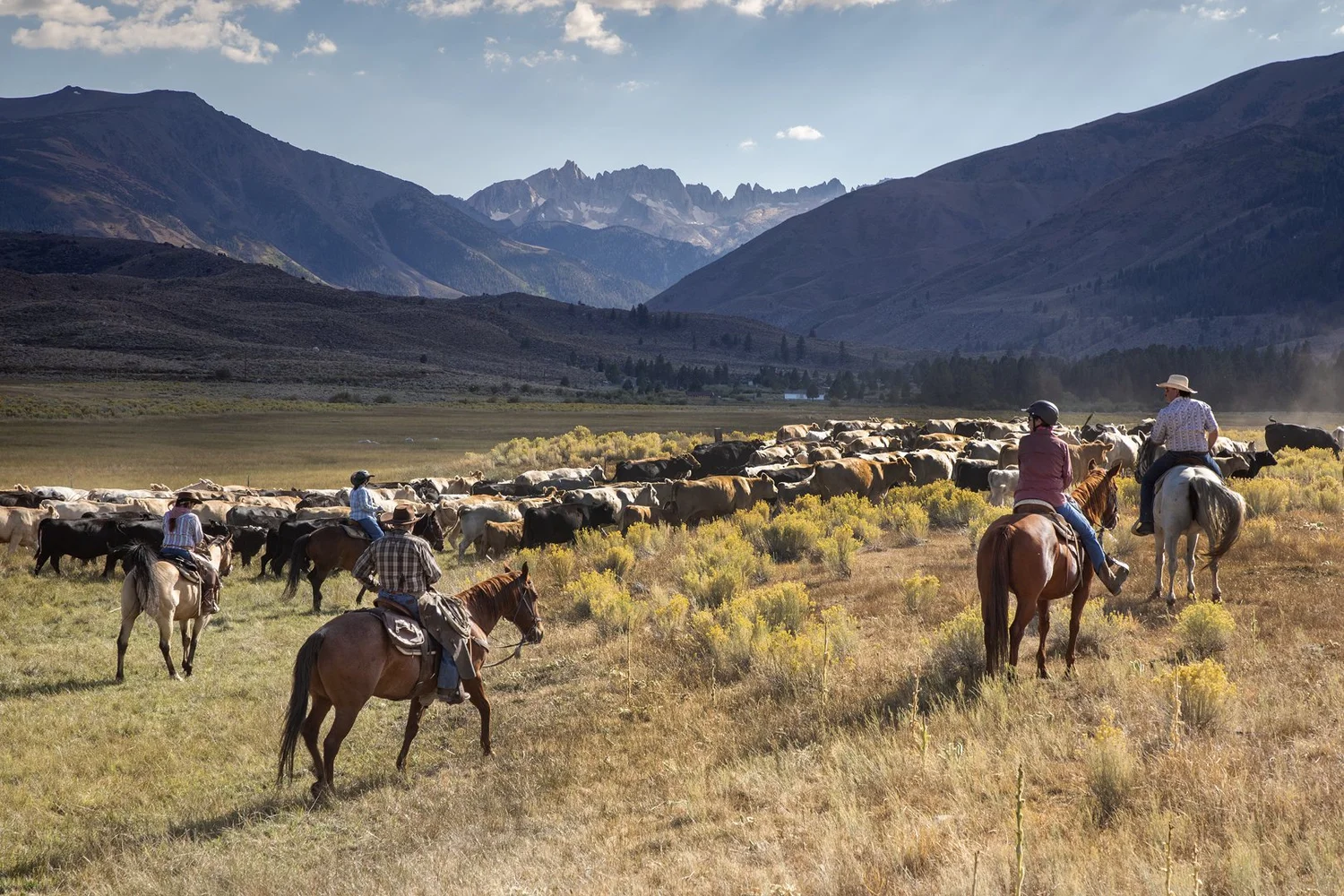 The Big Fall Cattle Gather — Hunewill