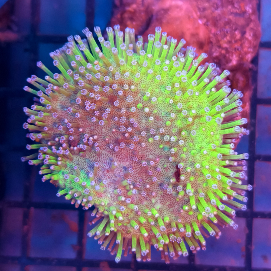 WYSIWYG Clavularia Coral – Green Clove Polyps for Sale | Soft Coral ...