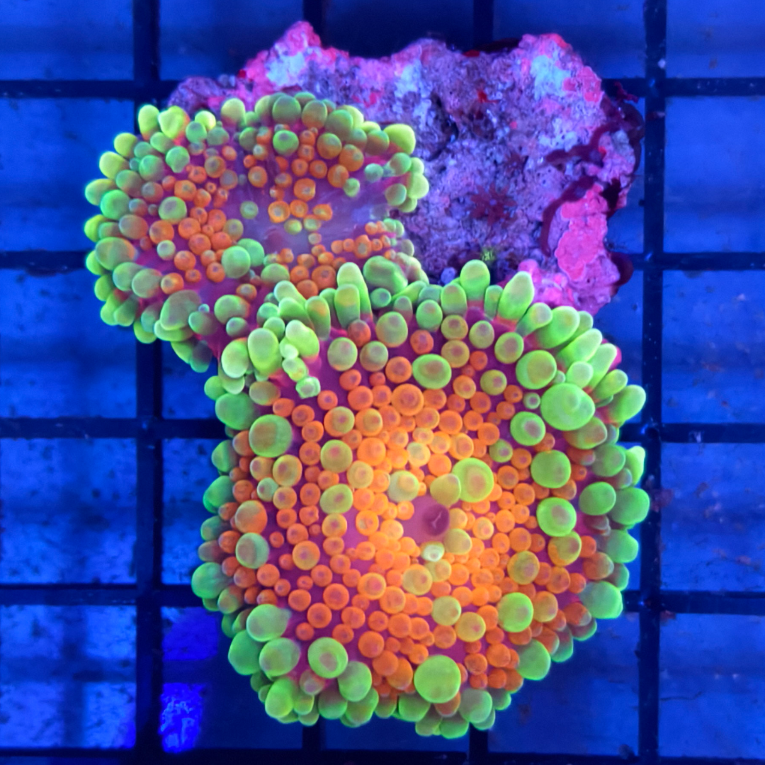 WYSIWYG Ricordea Yuma – 2 Color Pimple Mushroom Coral (Single) for Reef Tanks — Big Fish Aquarium