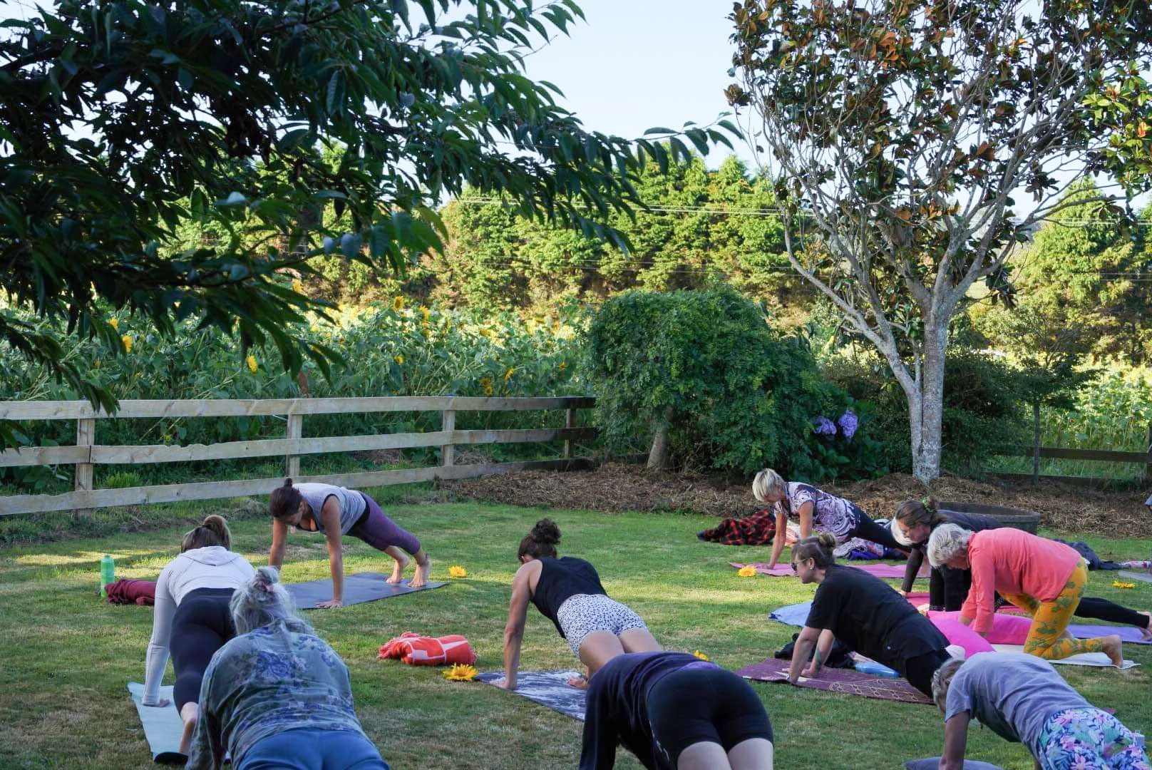 Heald Farm Sunflowers