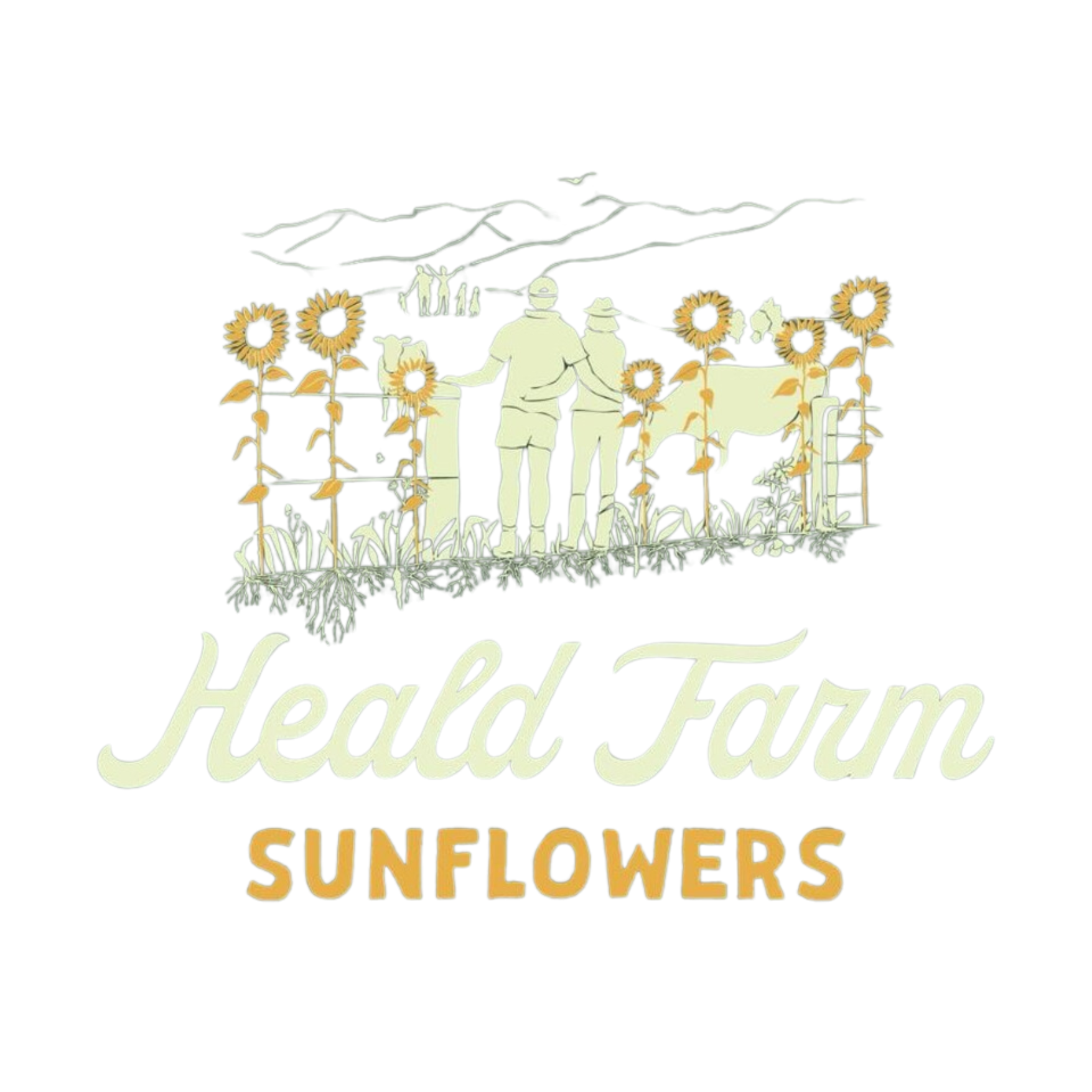 Heald Farm Sunflowers