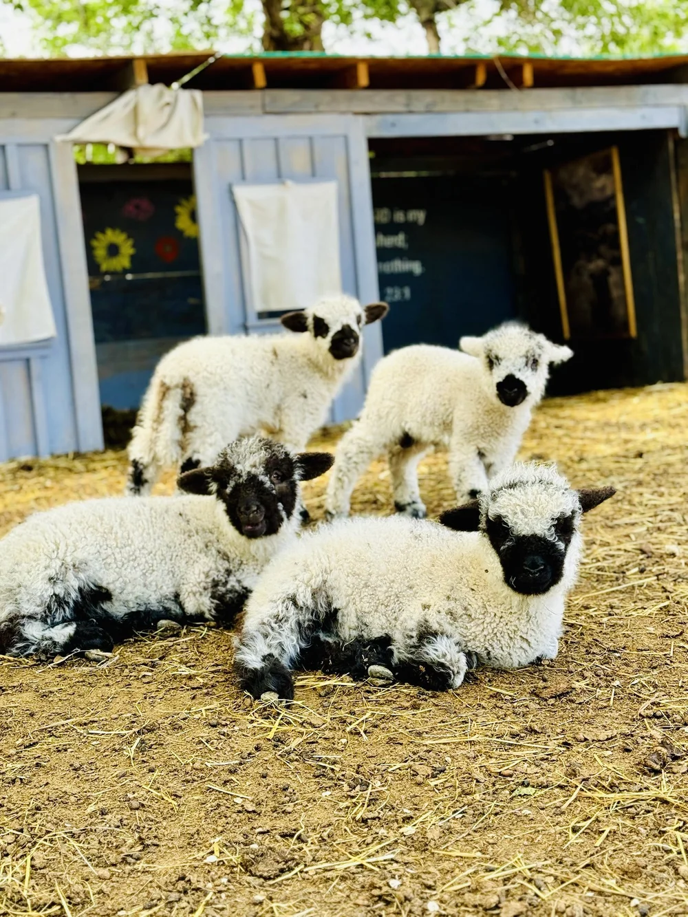 Farm At Sparrow Hill | Book Your Memorable Farm Experience