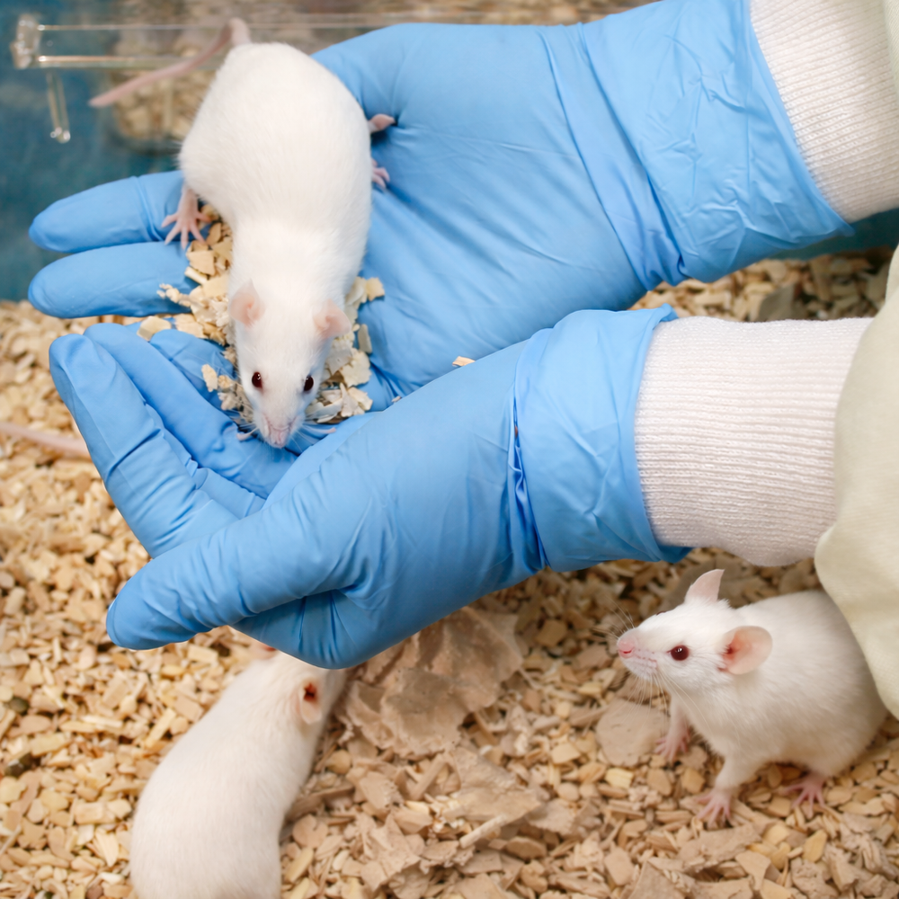 Lab Animal Training