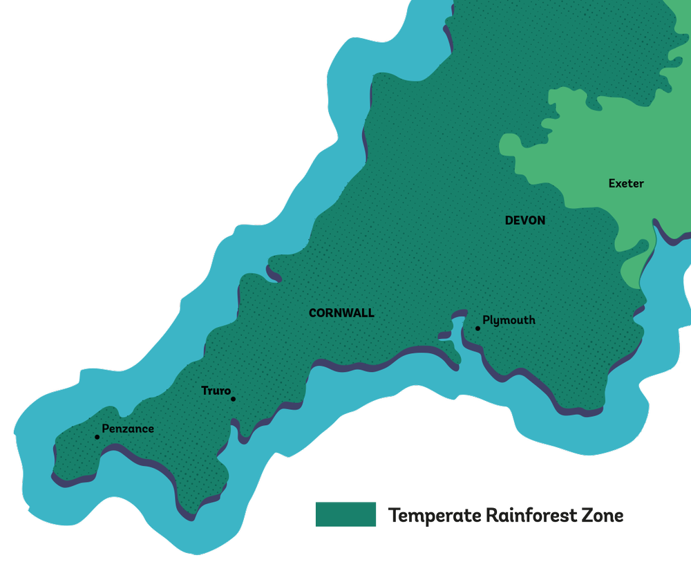 Rainforest Recovery | Explore & Conserve | Woodland Trust