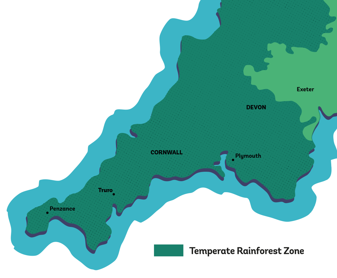 Rainforest Recovery | Explore & Conserve | Woodland Trust