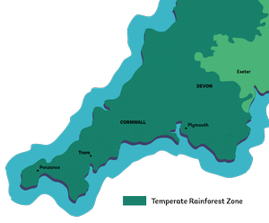 Rainforest Recovery | Explore & Conserve | Woodland Trust