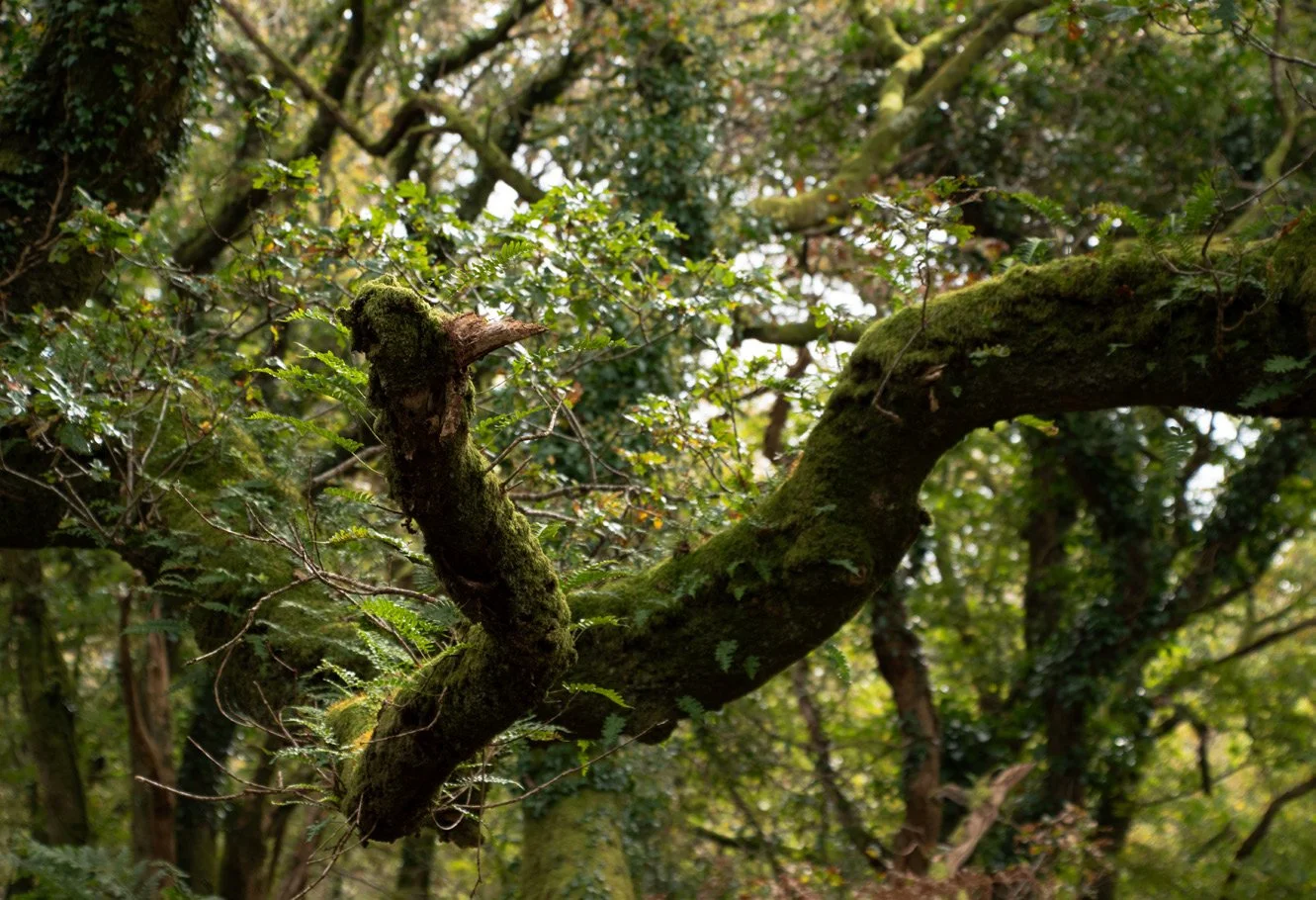Cornwall's Lost Rainforests — Rainforest Recovery | Woodland Trust