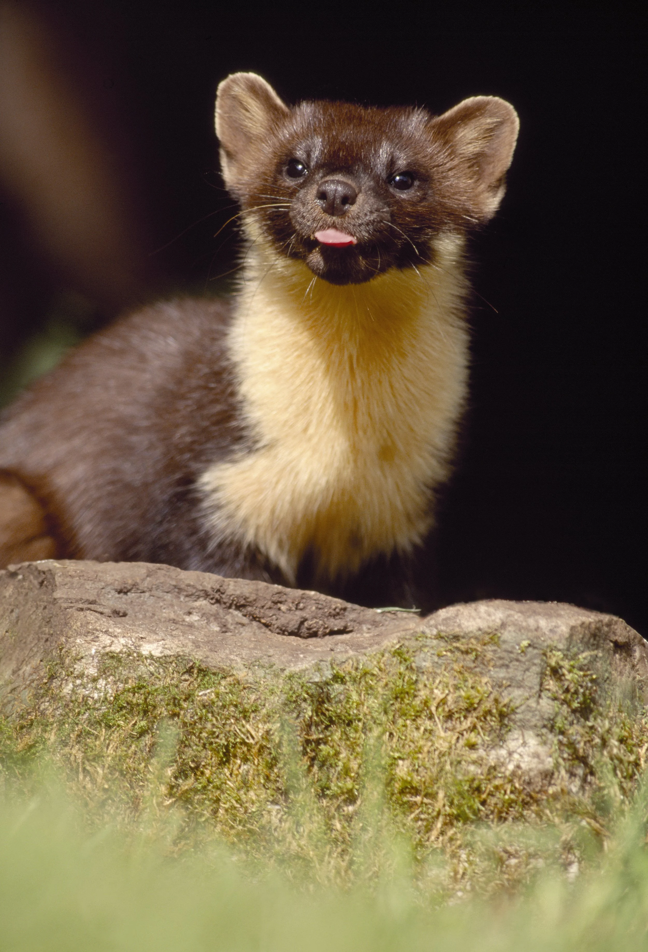 First Pine Marten Kits in Devon for 150 years — Rainforest Recovery ...