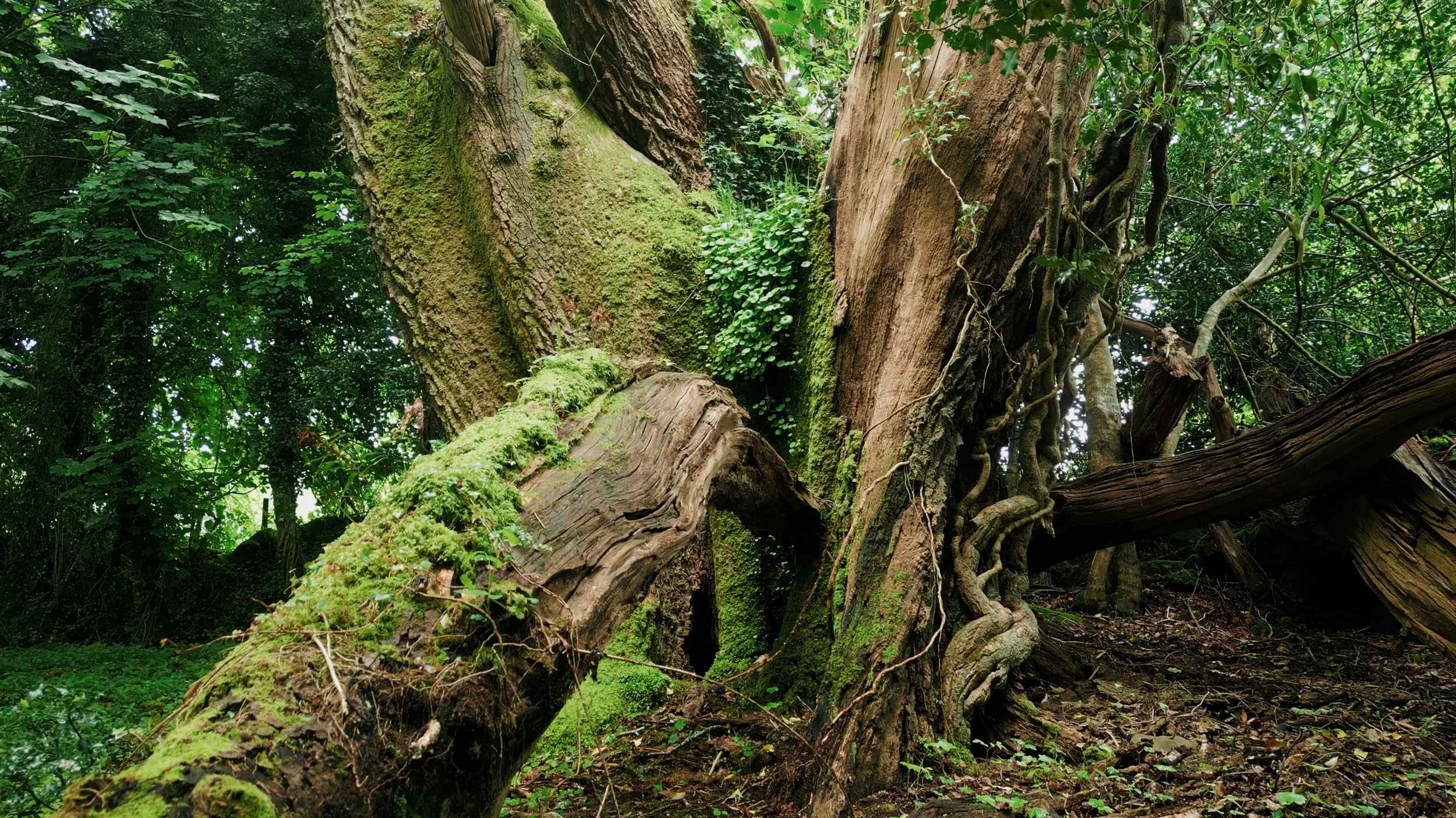 LETTING THE FOREST BREATHE: WHY LIVING WOODS DEPEND ON DEAD TREES ...