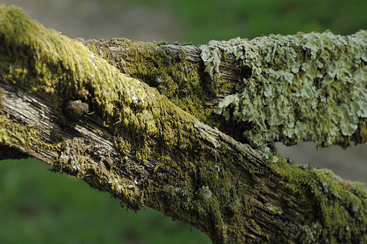 Epiphytes Explained: The role of Lichens and Mosses in our Temperate ...