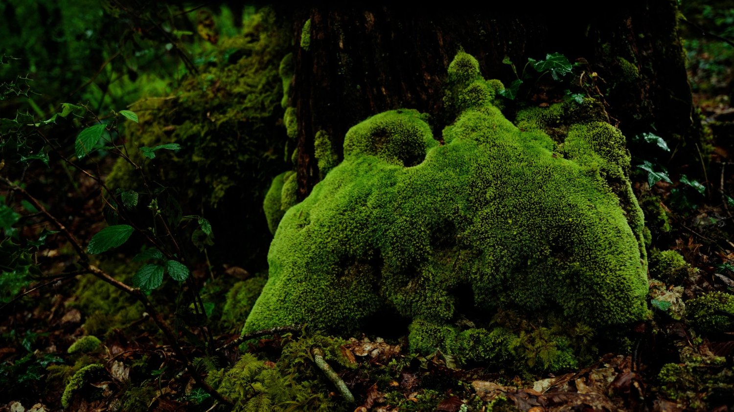 Epiphytes Explained: The role of Lichens and Mosses in our Temperate ...