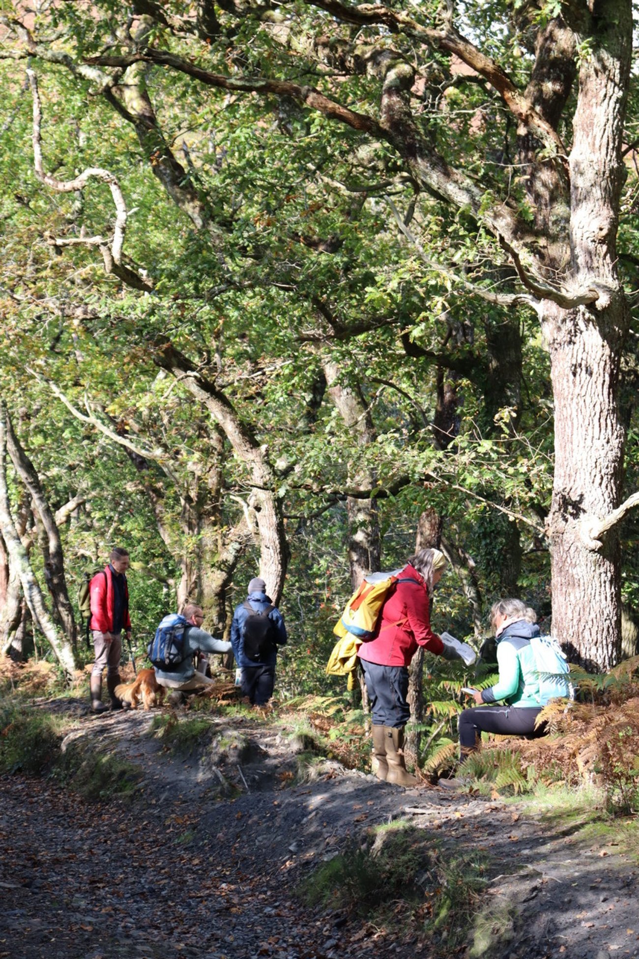 About | Join Our Restoration Efforts — Rainforest Recovery | Woodland Trust