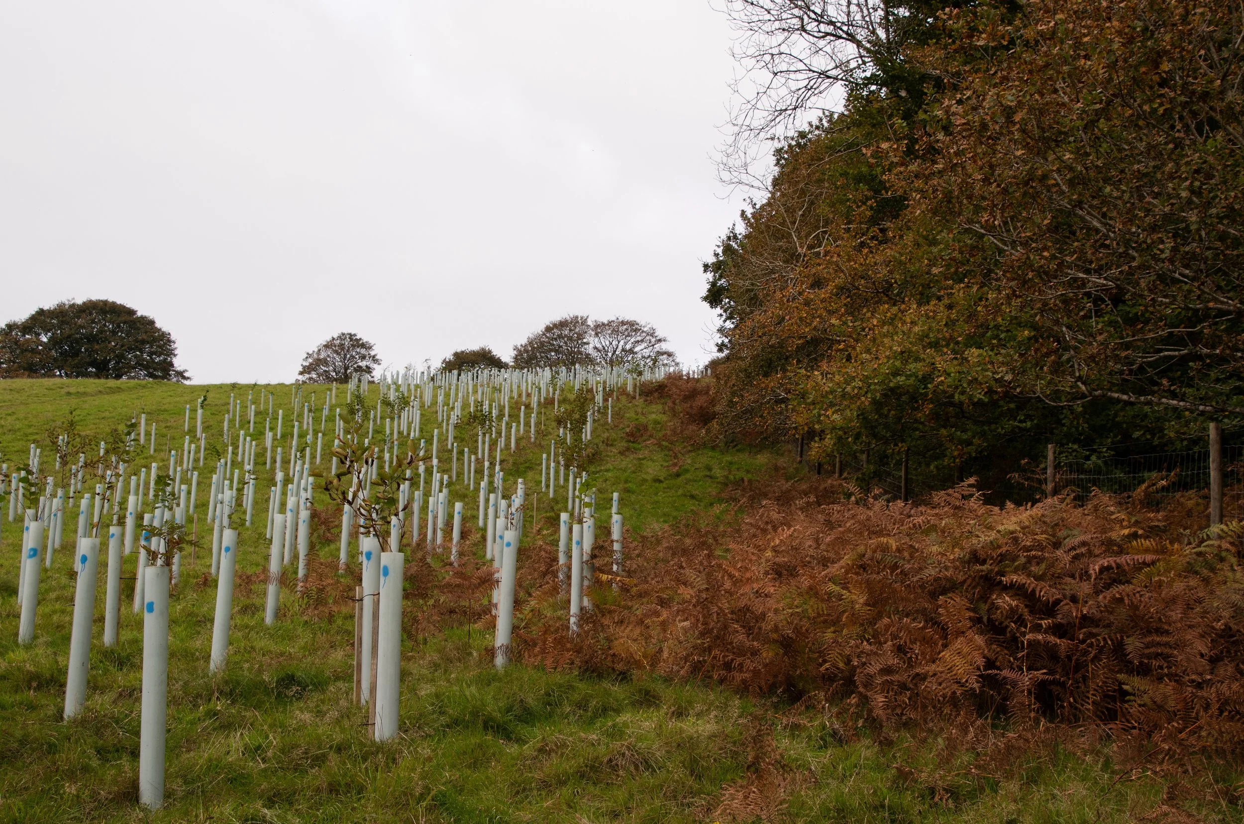 Cornwall's Lost Rainforests — Rainforest Recovery | Woodland Trust