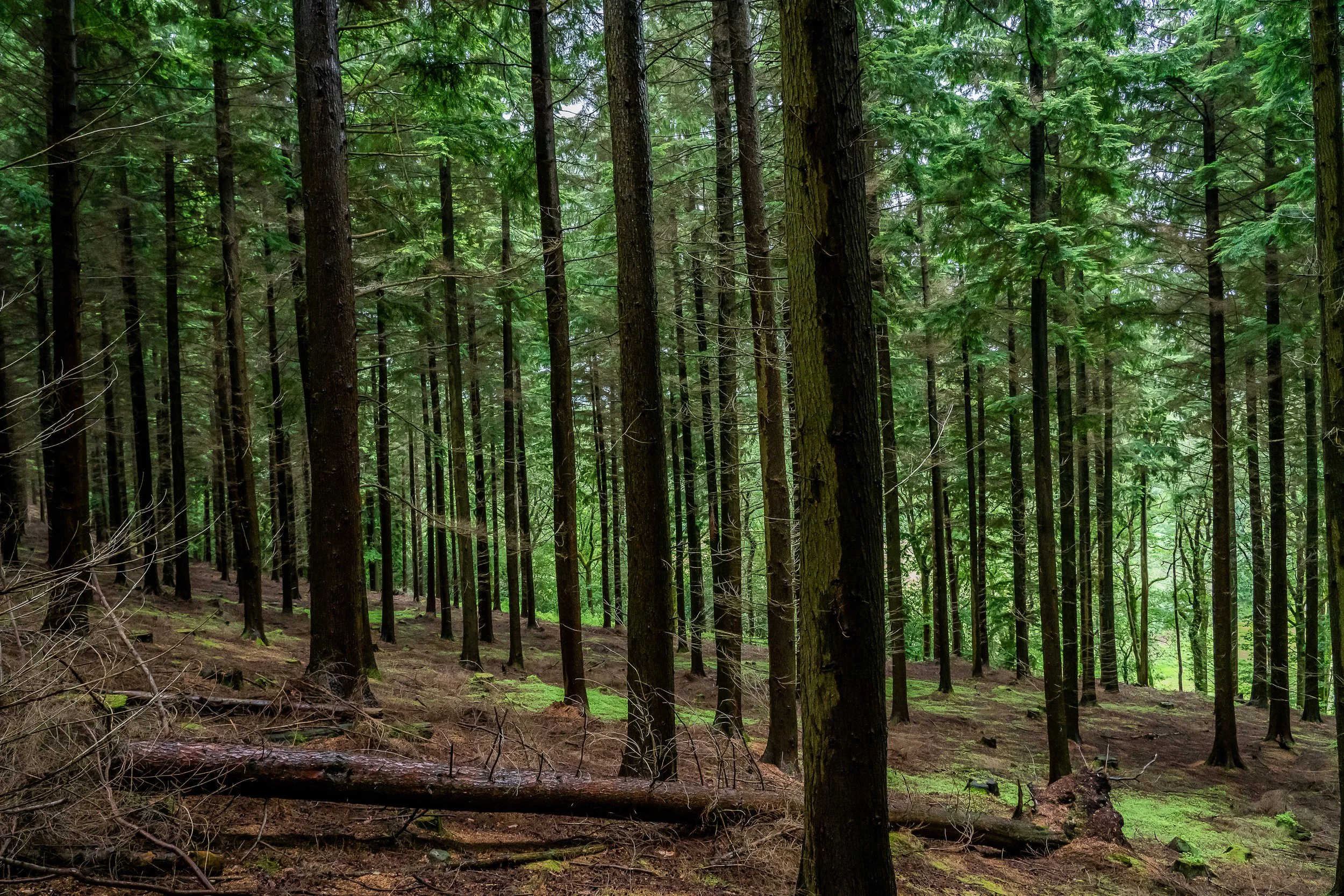 New report maps hope for a healthy future for the South West’s rare ...