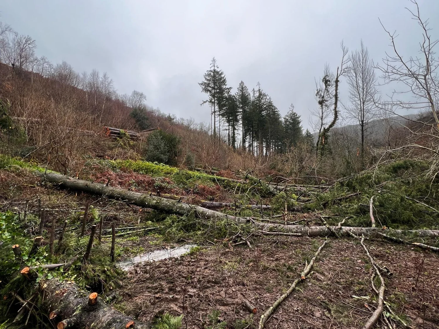LETTING THE FOREST BREATHE: WHY LIVING WOODS DEPEND ON DEAD TREES ...