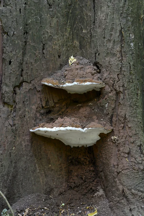 LETTING THE FOREST BREATHE: WHY LIVING WOODS DEPEND ON DEAD TREES ...