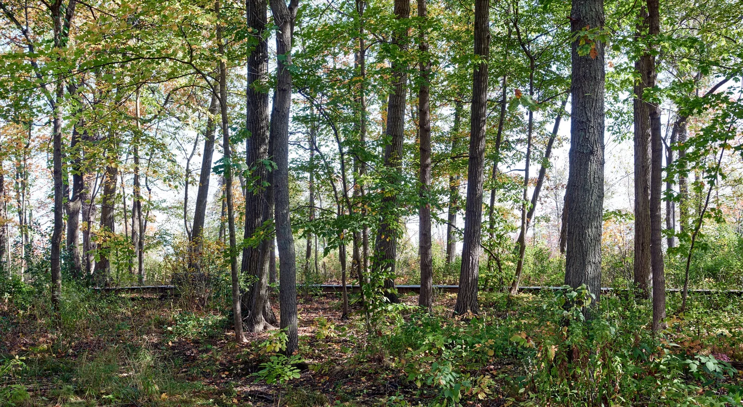 Forest Park — STIMSON