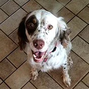 Chester — Our English Setter Rescue