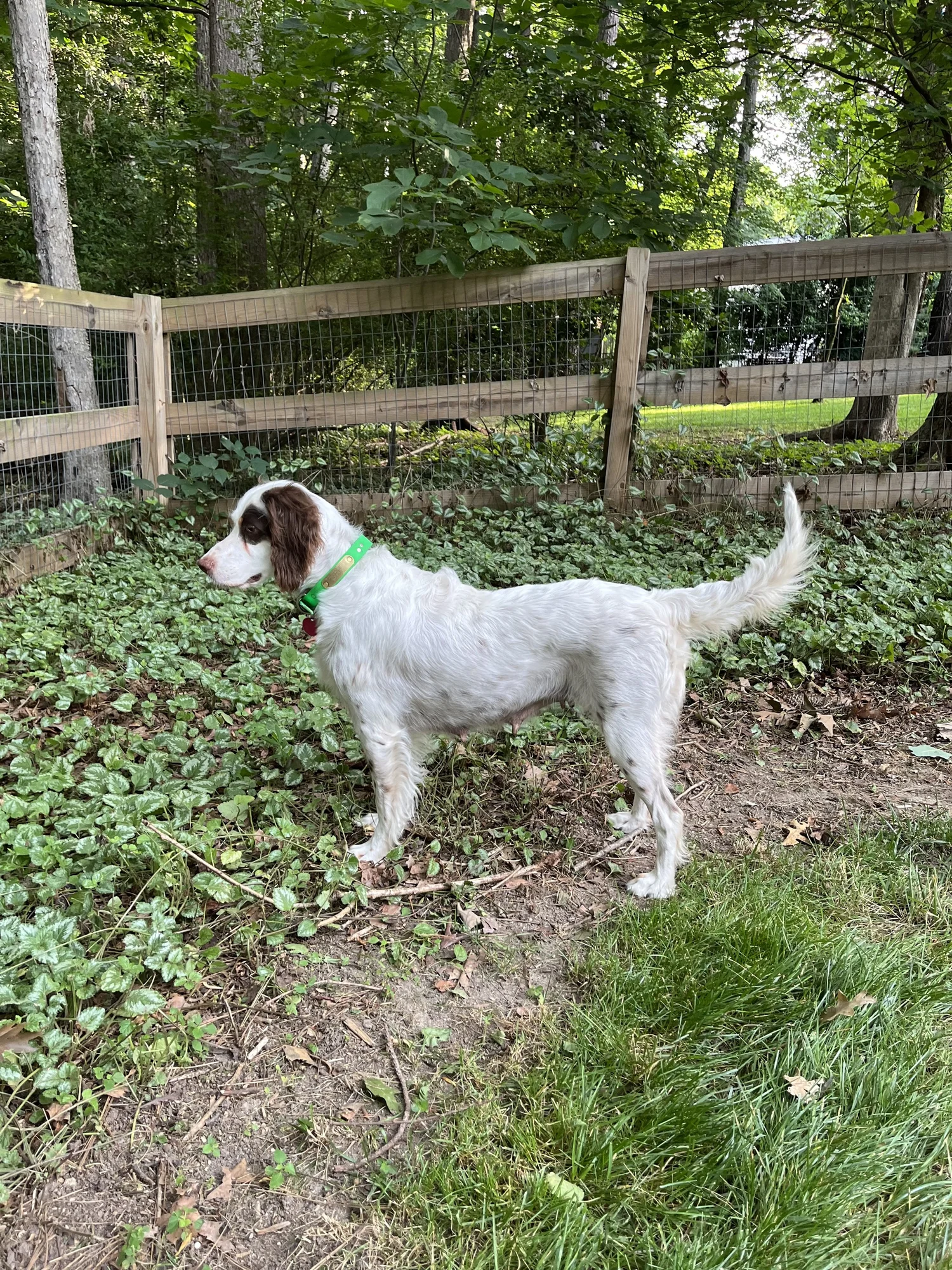 Our English Setter Rescue