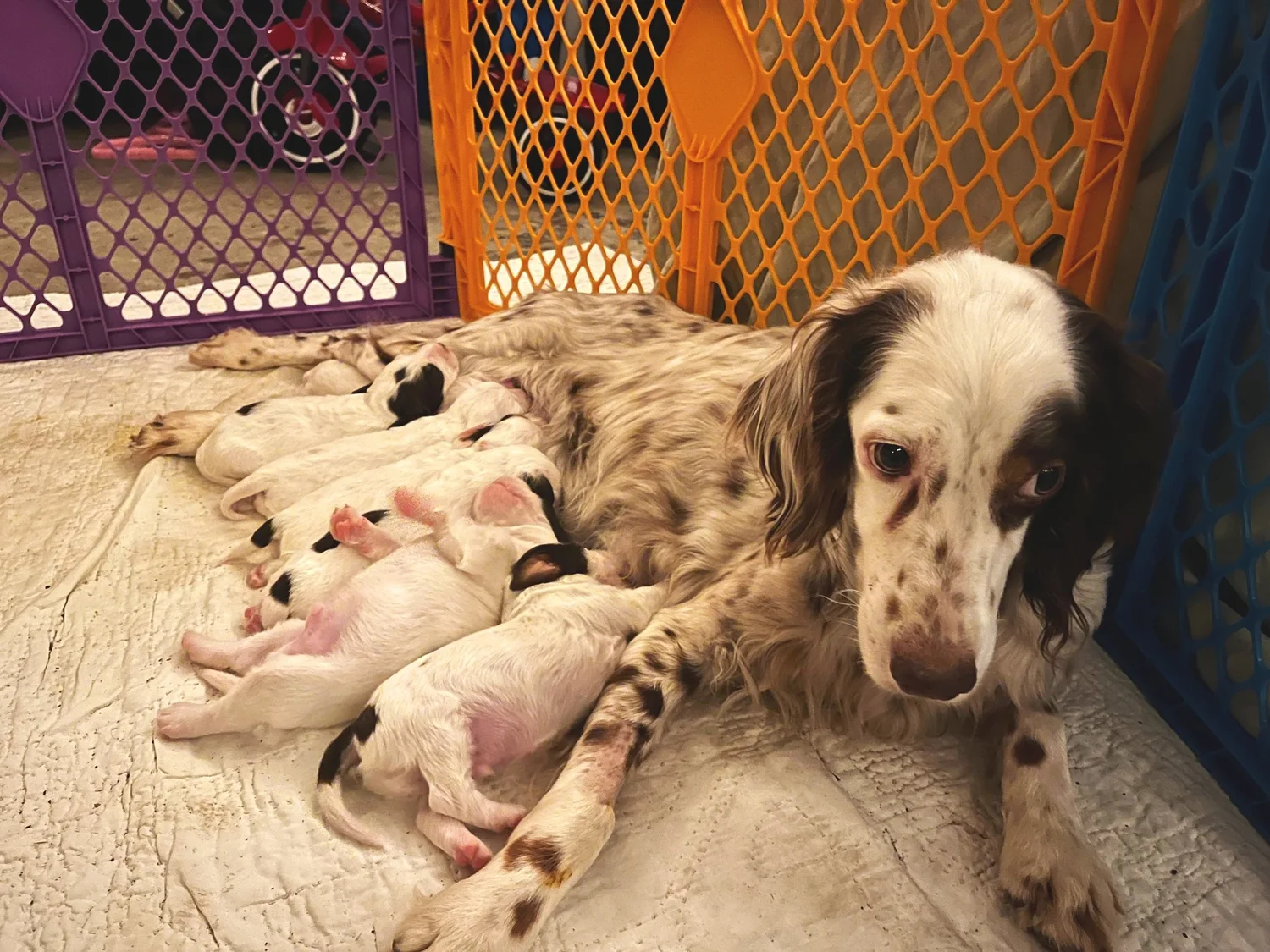 Our English Setter Rescue