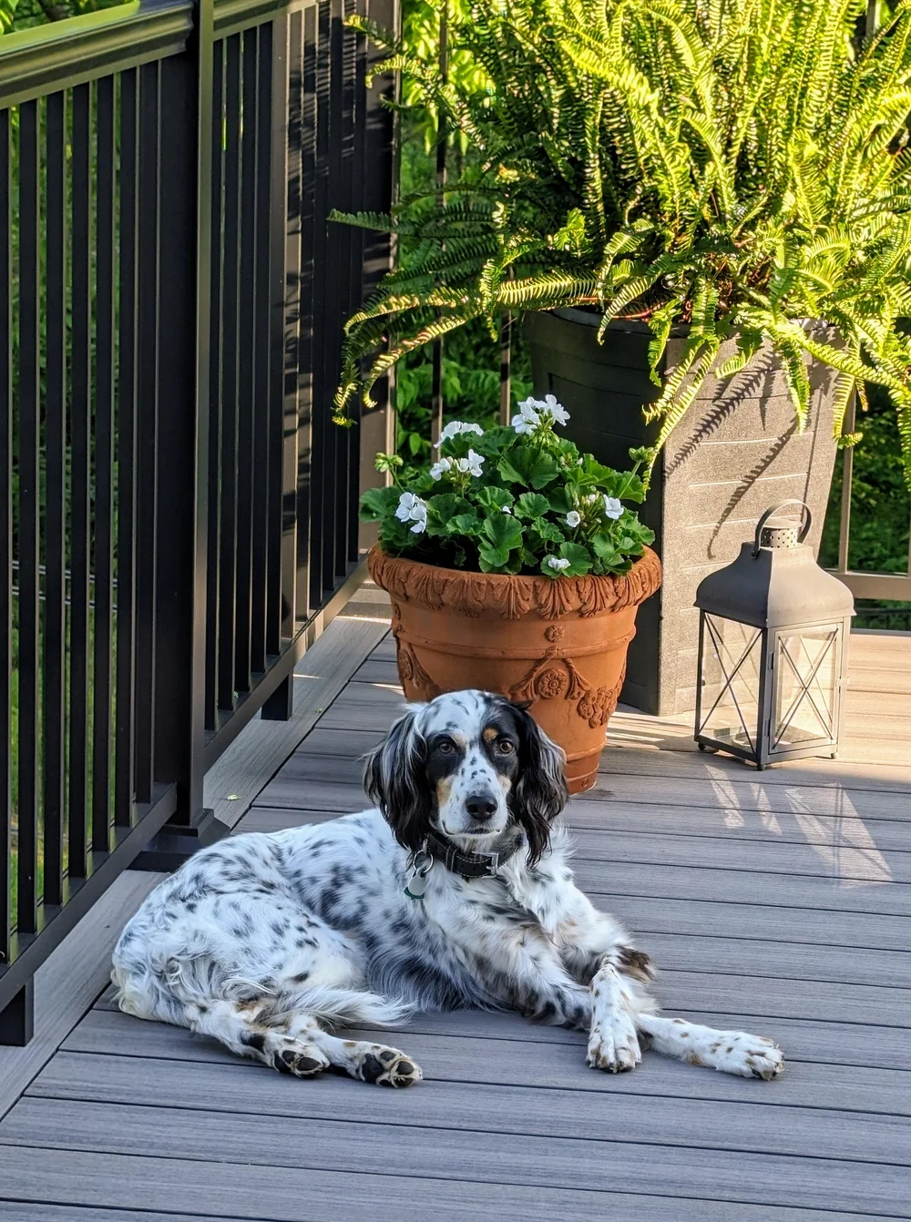 Pictures of Setters! — Our English Setter Rescue
