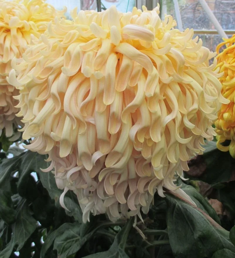 2AA Amber Harry Gee — Crown Mums