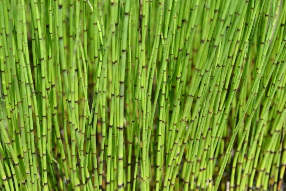 Plant Morphology 101: Understanding Structure from Roots to Flowers