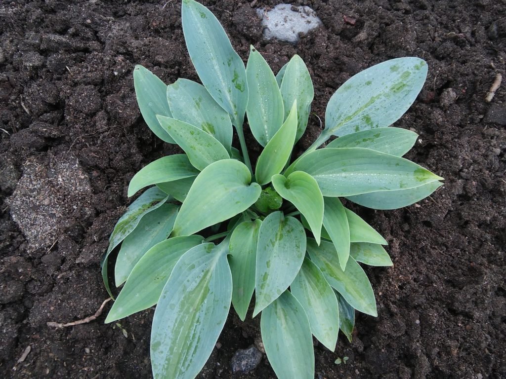 Plant Morphology 101: Understanding Structure from Roots to Flowers
