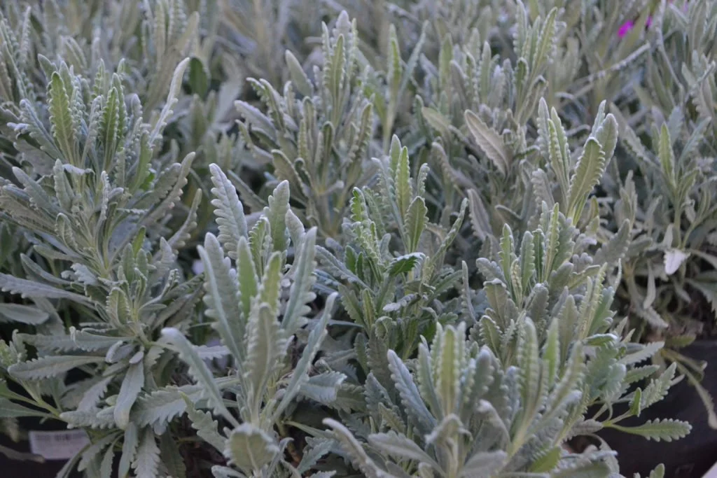 Plant Morphology 101: Understanding Structure from Roots to Flowers