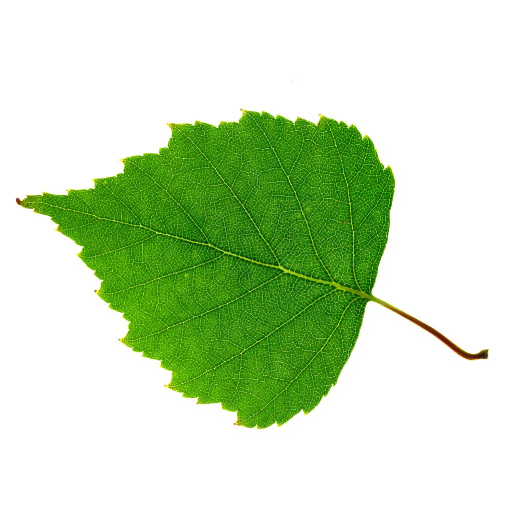 Plant Morphology 101: Understanding Structure from Roots to Flowers