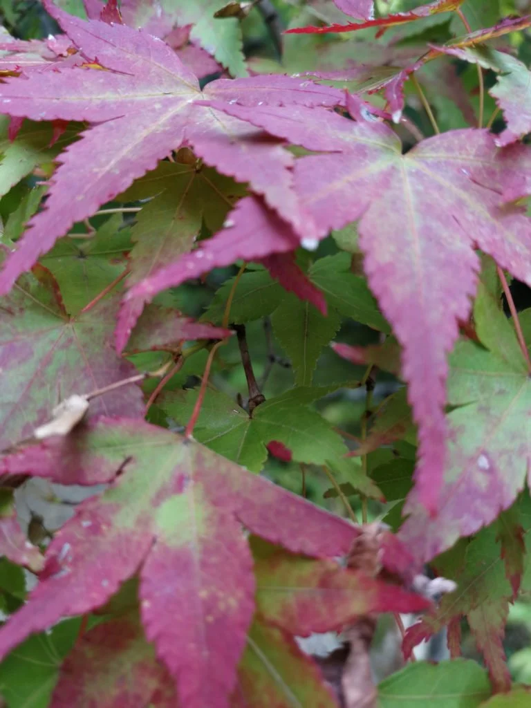 Plant Morphology 101: Understanding Structure from Roots to Flowers