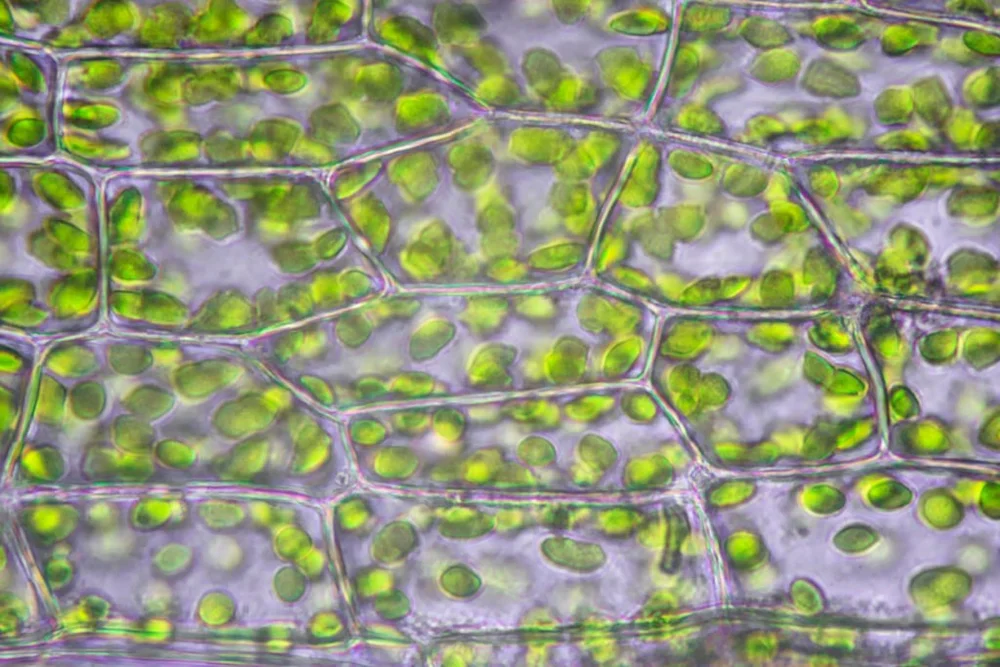 What Is Plasmolysis? Plant Cells Explained
