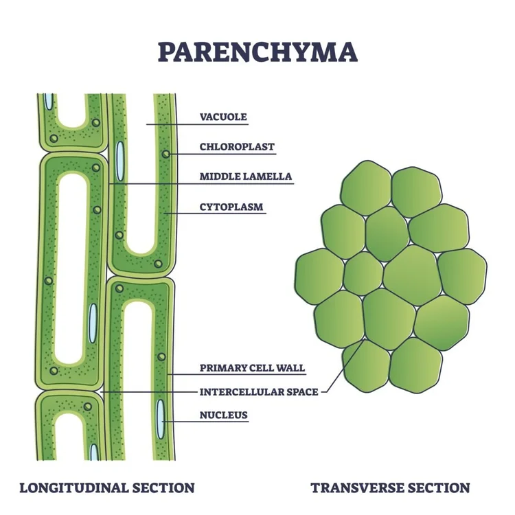 What Is Parenchyma and Why It Matters in Plant Biology