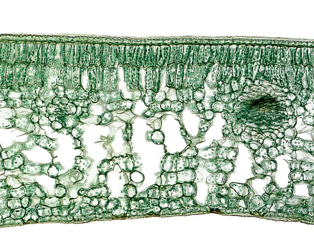 What Is Parenchyma and Why It Matters in Plant Biology
