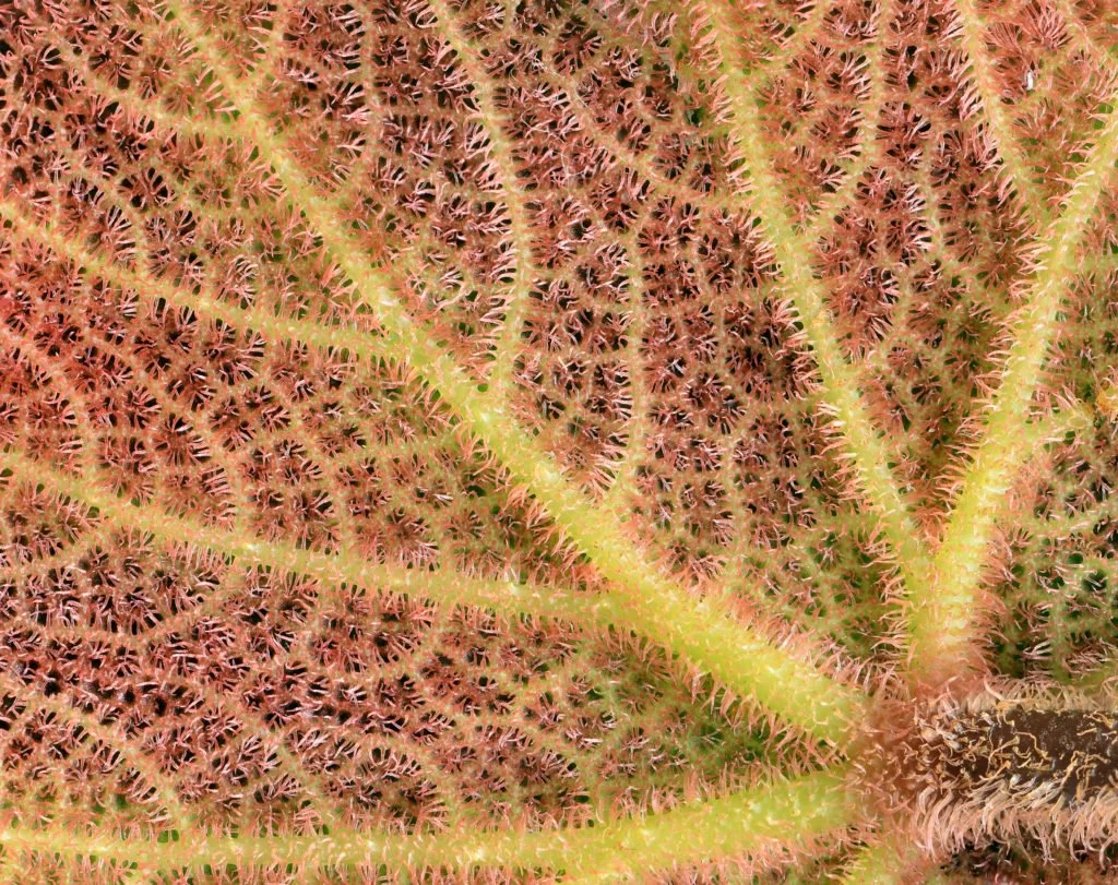 What Are Plant Trichomes? | Plant Specialists NYC