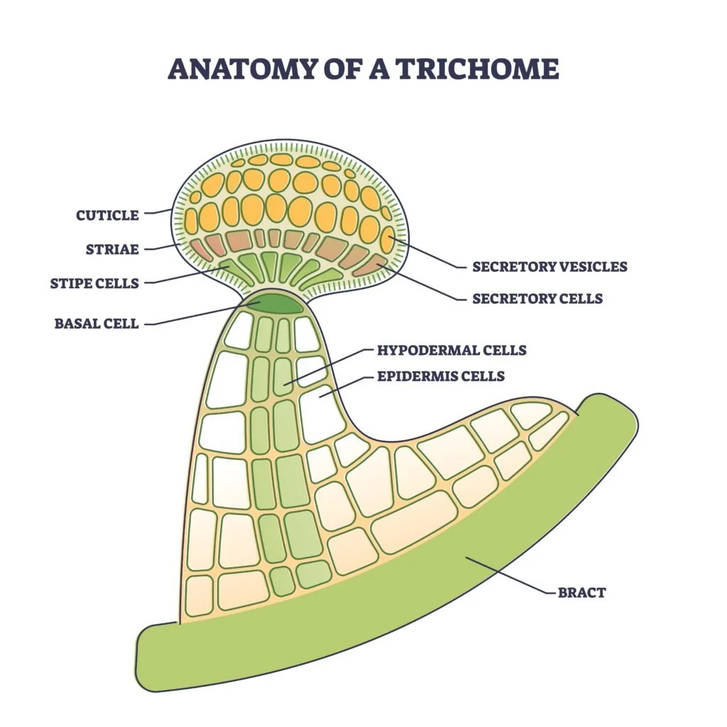 What Are Plant Trichomes? | Plant Specialists NYC