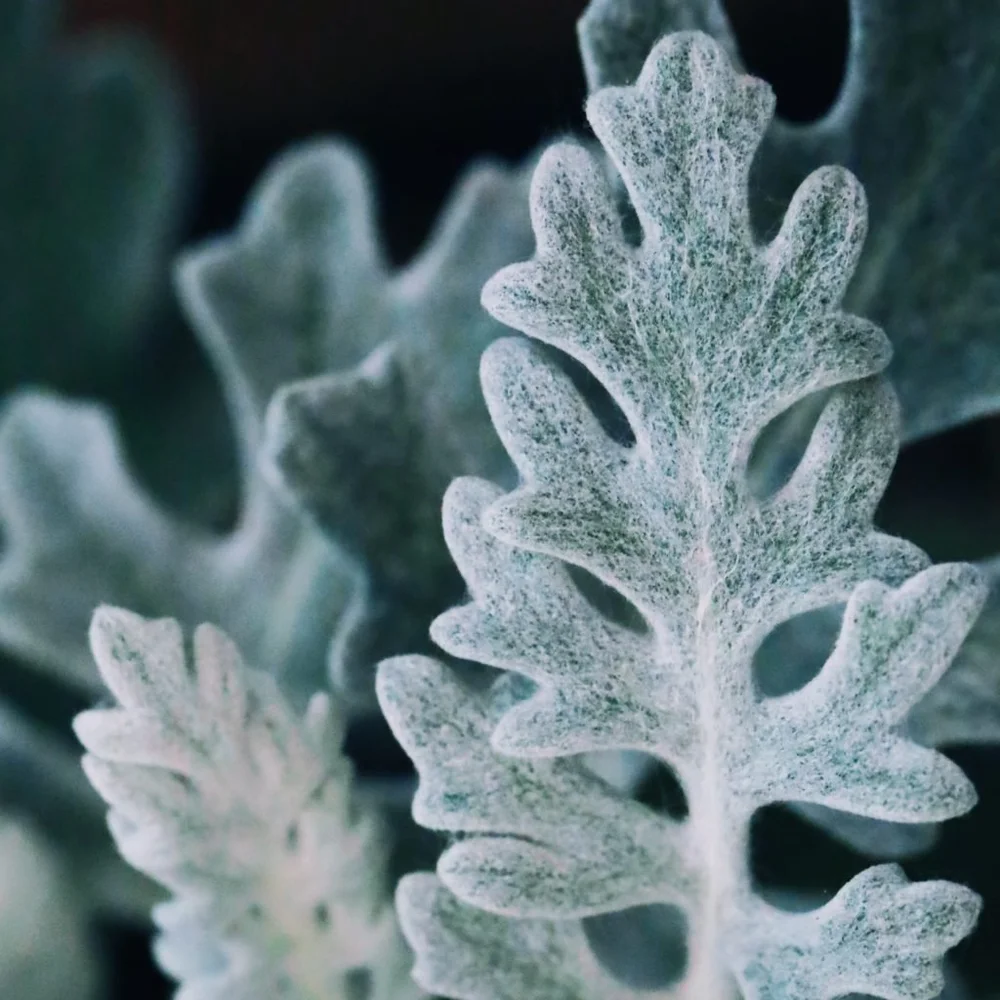 What Are Plant Trichomes? | Plant Specialists NYC