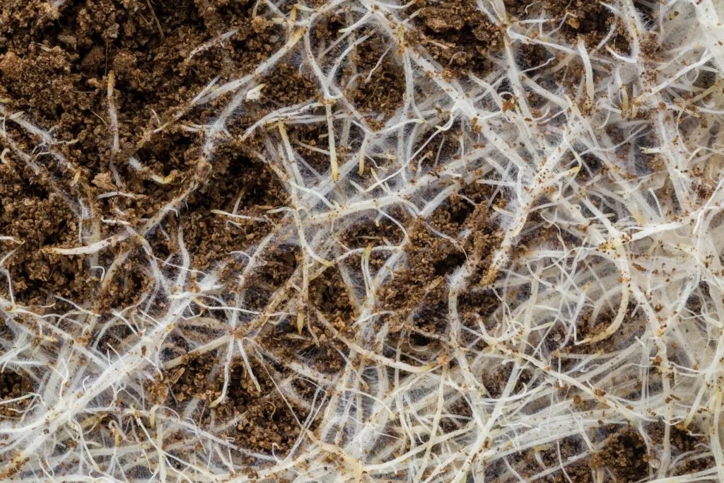 How Do Roots Breathe? Explained in Simple Terms