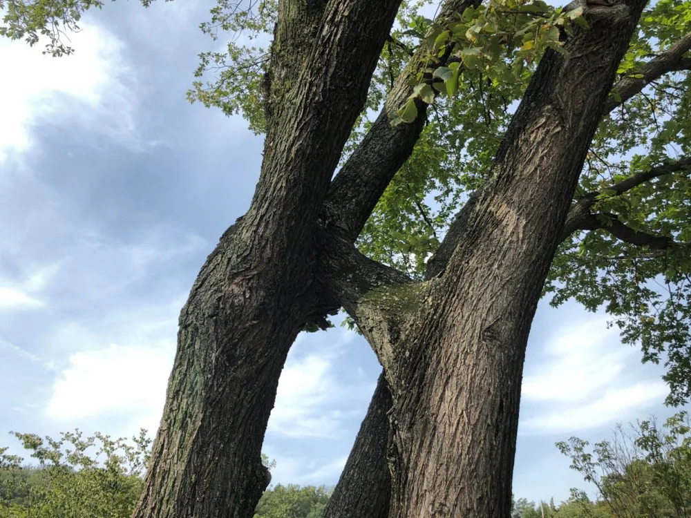 Inosculation: Nature’s Grafting Technique